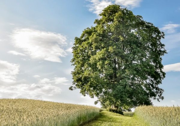 European Tree of the Year - European Landowners' Organization